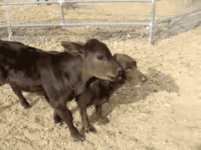 Calf animals GIF - Find on GIFER