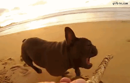 Frenchie stick GIF - Find on GIFER