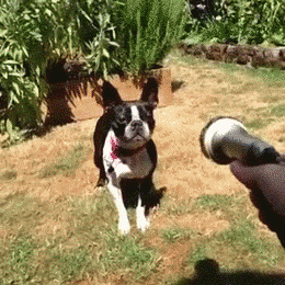 Boston terrier GIF - Find on GIFER