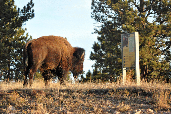 Bison GIF - Find on GIFER