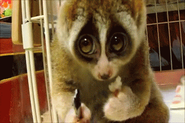 GIF party food one - animated GIF on GIFER