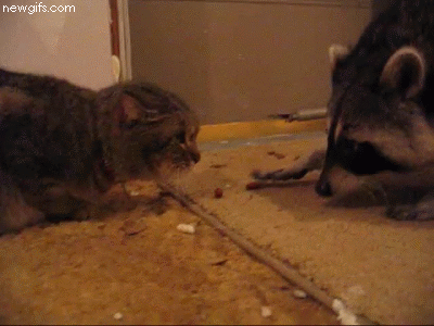 Racoon thanks GIF - Find on GIFER