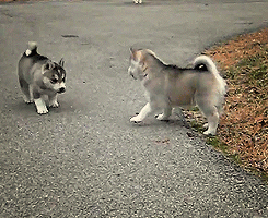 GIF dog puppy sfw - animated GIF on GIFER
