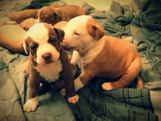 Biting safe for work cute GIF - Find on GIFER