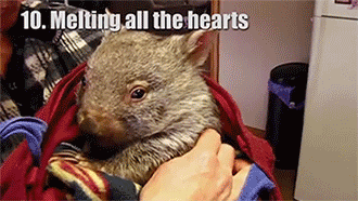 GIF video siz wombats - animated GIF on GIFER
