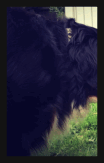 Dog fight GIF - Find on GIFER