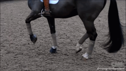 Gif Eines Rennenden Zweibeinigen Pferdes Horse Race Rennend Rennen GIF