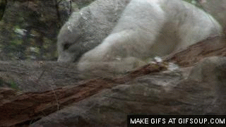 Arctic GIF - Find on GIFER