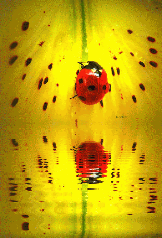 GIF insects - animated GIF on GIFER