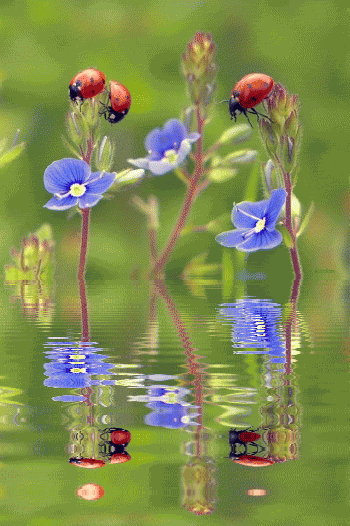 Insects GIF - Find on GIFER