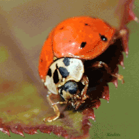 Insects GIF - Find on GIFER