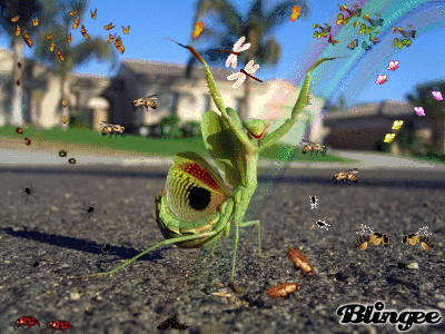 Insects GIF - Find on GIFER