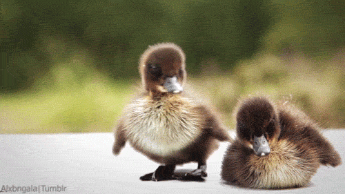 Facts common GIF - Find on GIFER