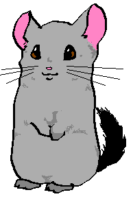 GIF chinchilla - animated GIF on GIFER