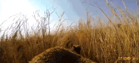 Hunting GIF - Find on GIFER