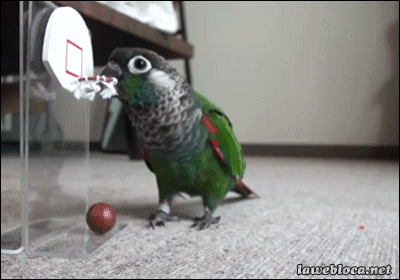 Basketball playing GIF - Find on GIFER