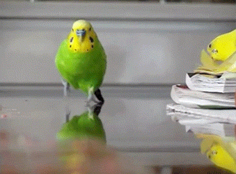 Parrot GIF - Find on GIFER