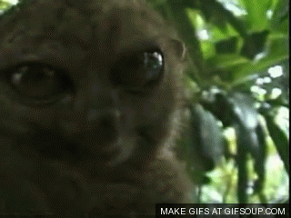 Dramatic Lemur Gif