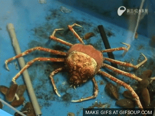 GIF crabs - animated GIF on GIFER