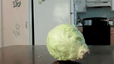 Cabbage dog GIF - Find on GIFER