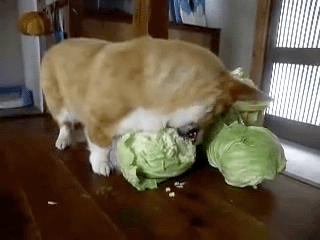 Dog cabbage GIF - Find on GIFER
