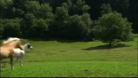 GIF germany - animated GIF on GIFER