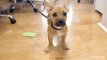GIF perro - animated GIF on GIFER