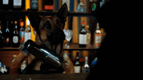 GIF funny dog comedy - animated GIF on GIFER