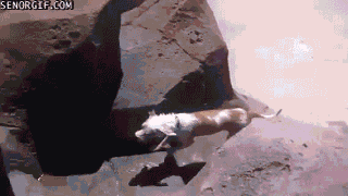 Dog animals GIF - Find on GIFER