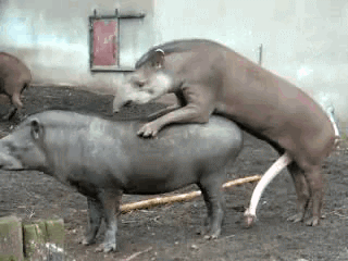 GIF tapirs - animated GIF on GIFER