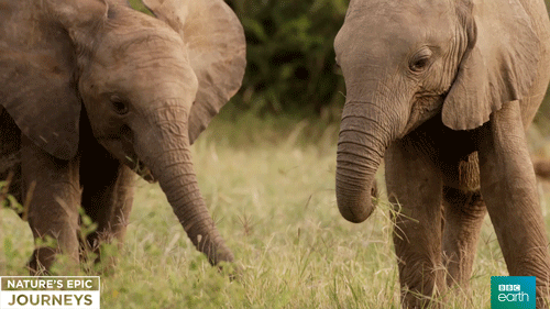 GIF elephants eating animals - animated GIF on GIFER