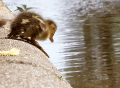 Ducklings GIF - Find on GIFER