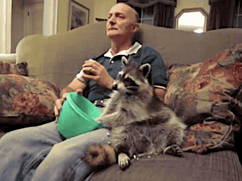 Pets GIF - Find on GIFER
