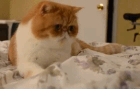Exotic GIF - Find on GIFER