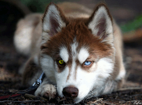 Husky GIF - Find on GIFER