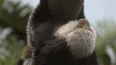 Monkeys GIF - Find on GIFER