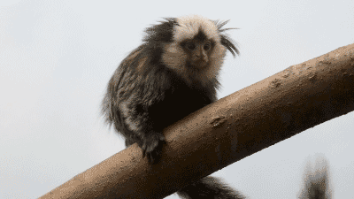 Monkey GIF - Find on GIFER