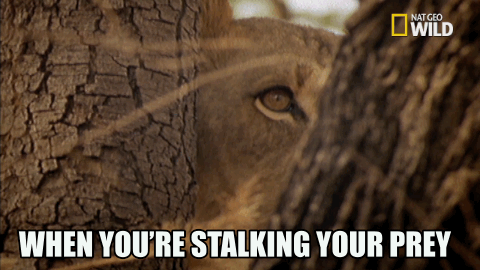 Nat geo wild big cat week bigcatweek GIF - Find on GIFER