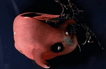 GIF mollusc animal sea - animated GIF on GIFER