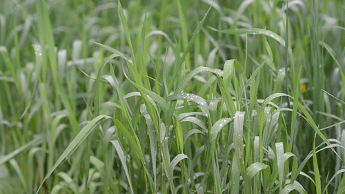 GIF grass - animated GIF on GIFER