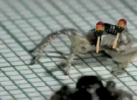 Iguana GIF - Find on GIFER