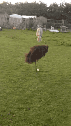 Emu GIF - Find on GIFER