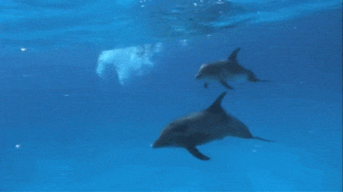 GIF bahamas dolphins spotted - animated GIF on GIFER