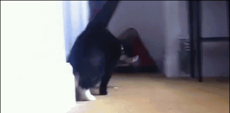 Attempts GIF - Find on GIFER