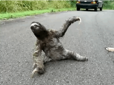Sloth roll over weirdness GIF - Find on GIFER