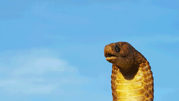 GIF facts fact fun facts - animated GIF on GIFER