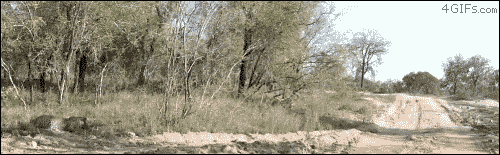 GIF nature you scary animals leopard - animated GIF on GIFER