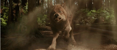 GIF wolves animals wolve - animated GIF on GIFER