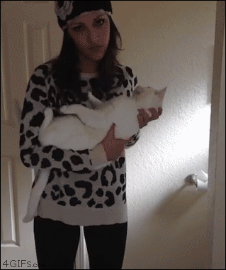 Cat cats walk GIF - Find on GIFER