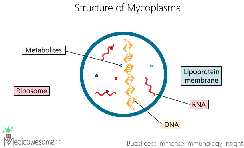 GIF bacteria - animated GIF on GIFER